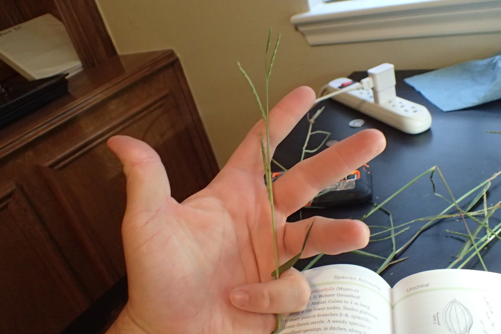 Broadleaf Signalgrass (Nash Prairie Plants List) · iNaturalist