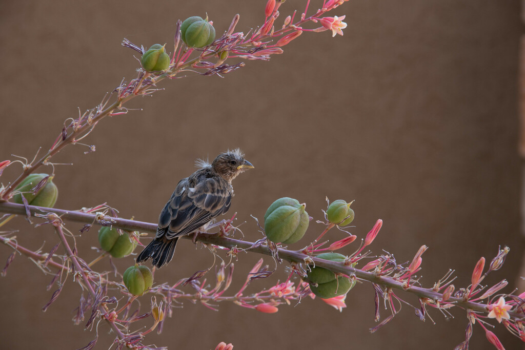 House Finch from St. George, UT, USA on June 16, 2024 at 11:24 AM by ...