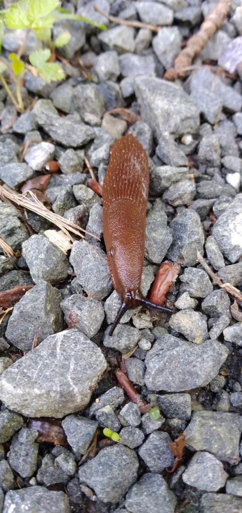 Black Slug from Greendale, Chilliwack, BC, Canada on June 19, 2024 at ...