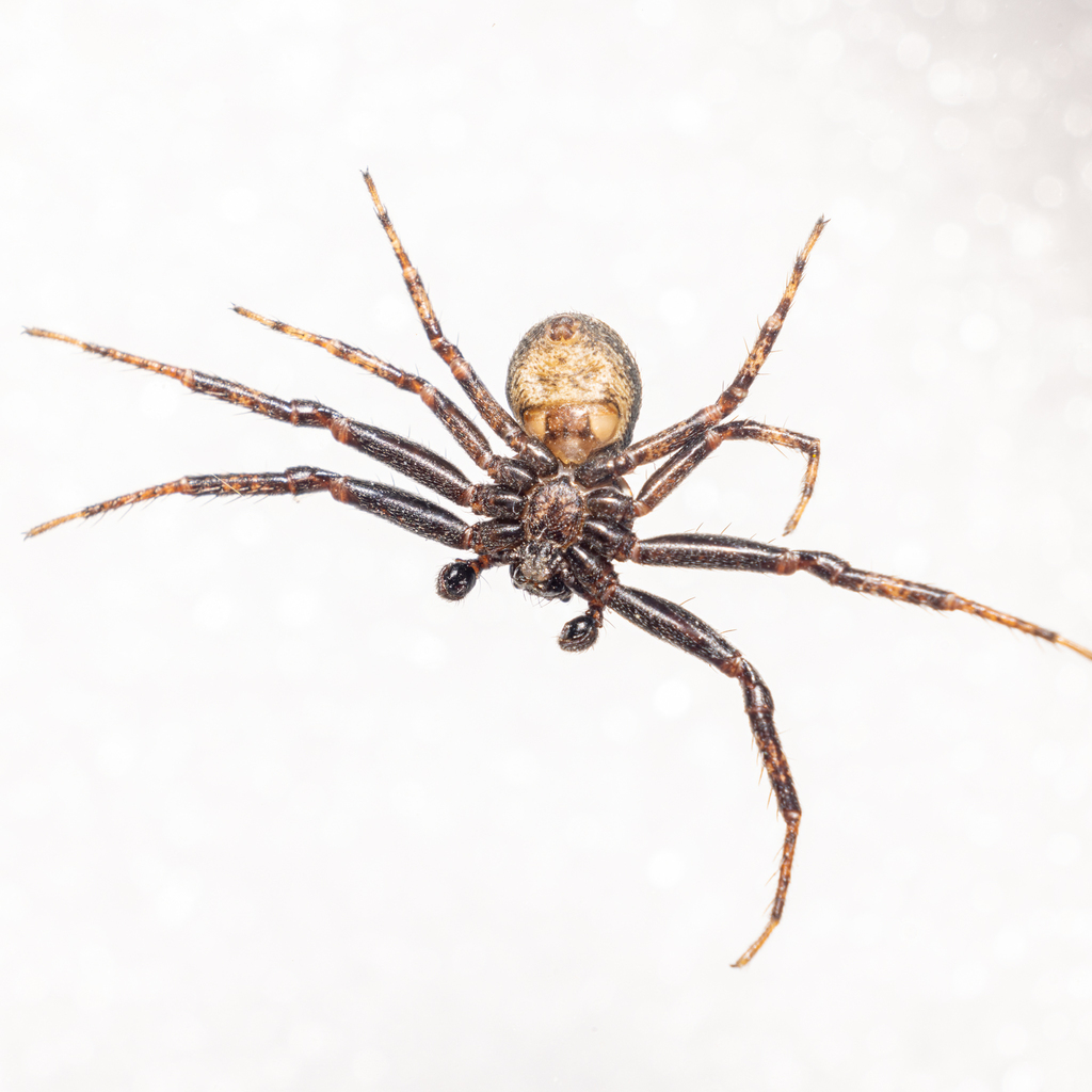 Utah Crab Spider from Spokane Valley, WA 99206, USA on May 9, 2024 by ...