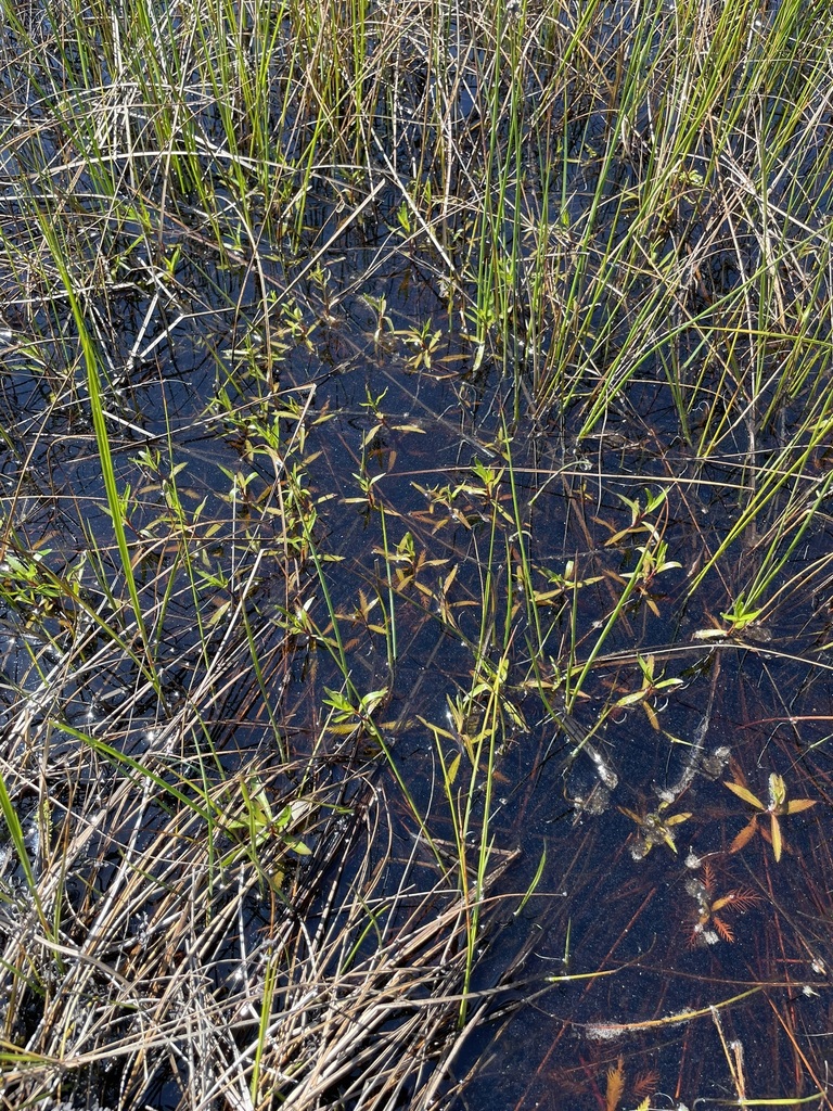 marsh mermaidweed from Napeague, NY, USA on May 22, 2024 at 10:46 AM by ...