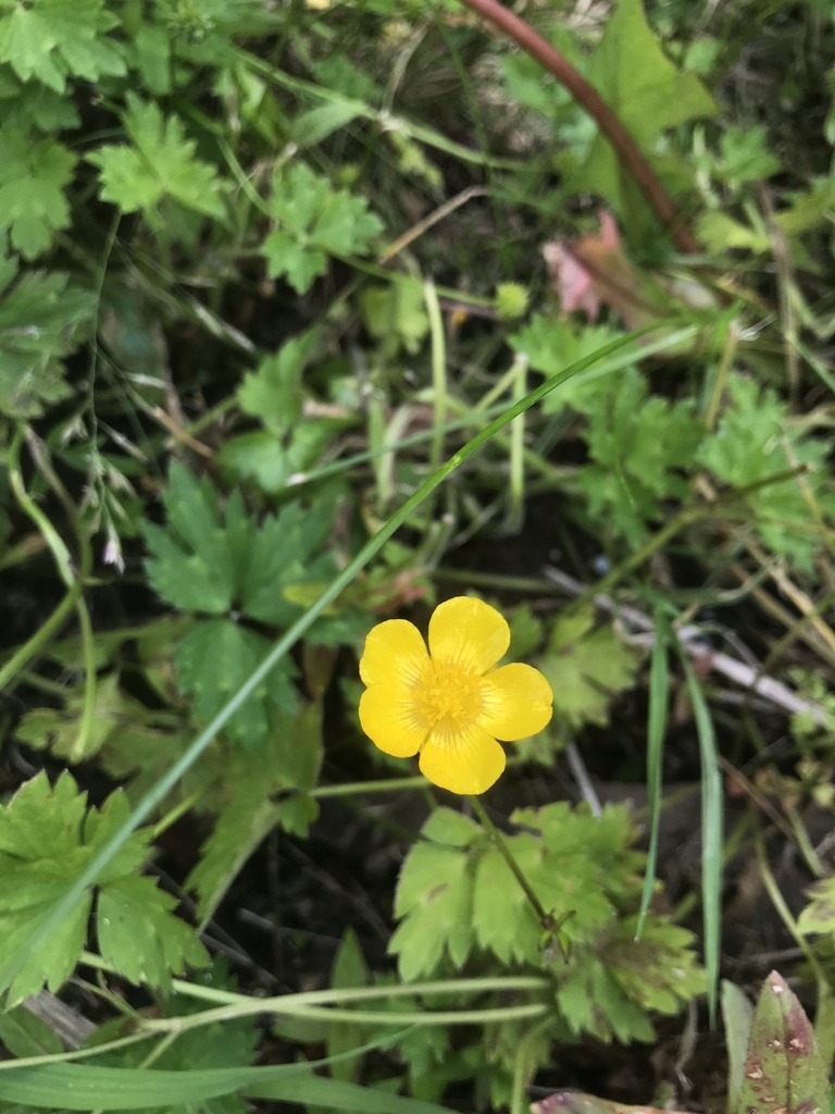 Creeping buttercup from Park View Terrace, Aberdare, Wales, GB on June ...