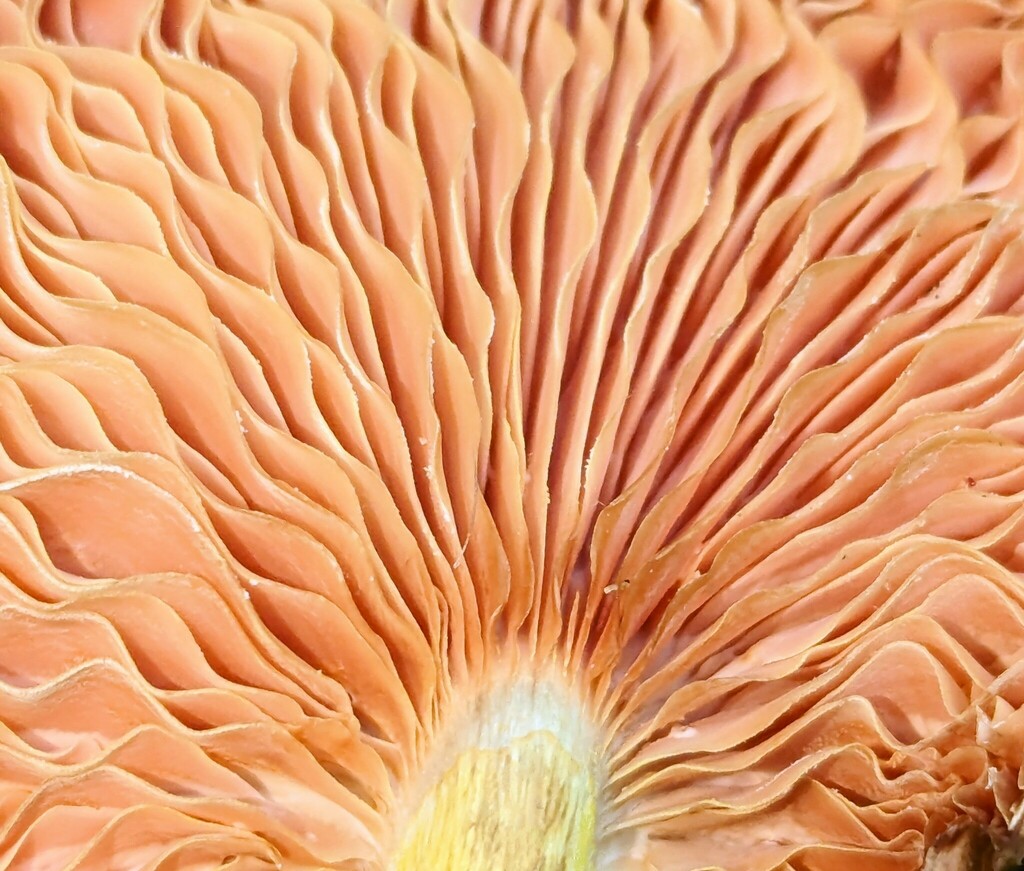 Lentinula reticeps from Hamilton Co., Ohio, USA on June 1, 2024 by ...