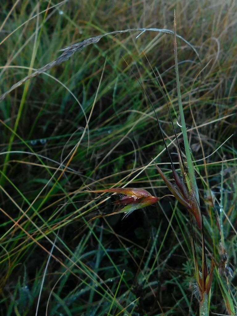 Kangaroo Grass from Loerkop Greyton, 7233, South Africa on June 19 ...