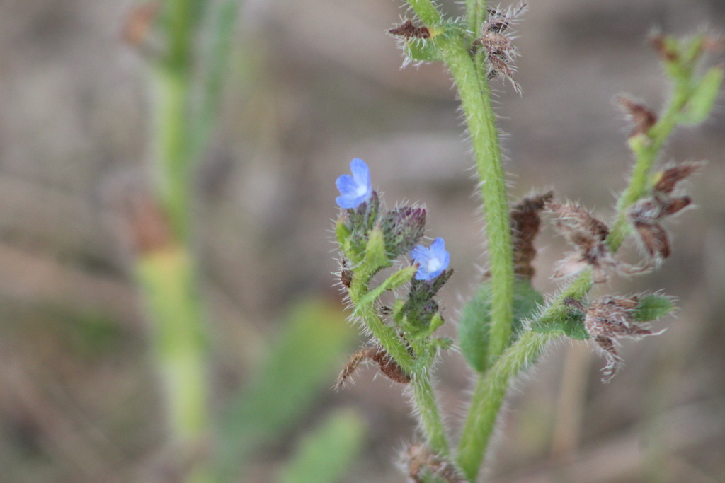 small bugloss from Formby, Liverpool, UK on June 19, 2024 at 12:14 PM ...