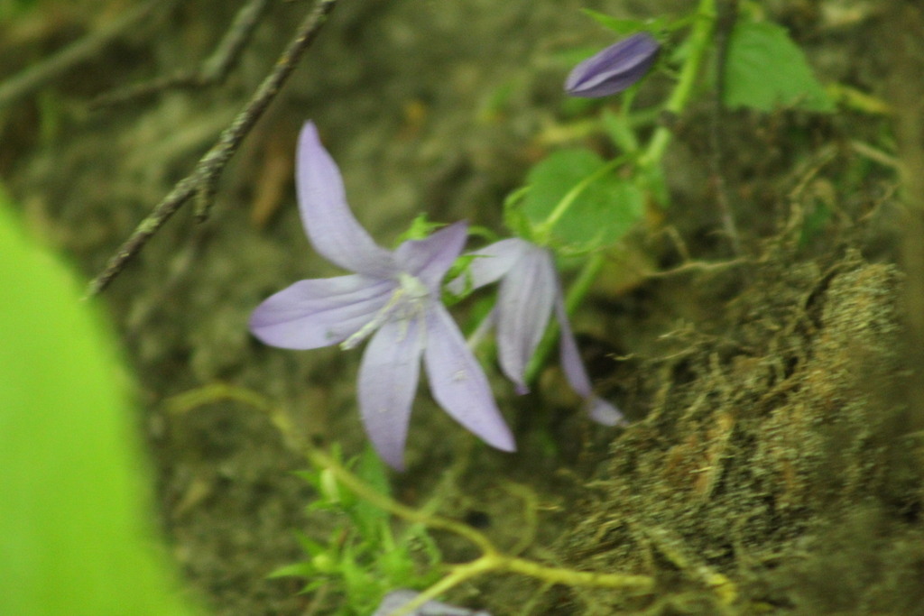 Trailing bellflower from Formby, Liverpool, UK on June 19, 2024 at 12: ...