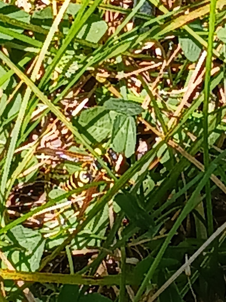 European Paper Wasp from Hackensack, NJ, USA on June 19, 2024 at 12:40 ...