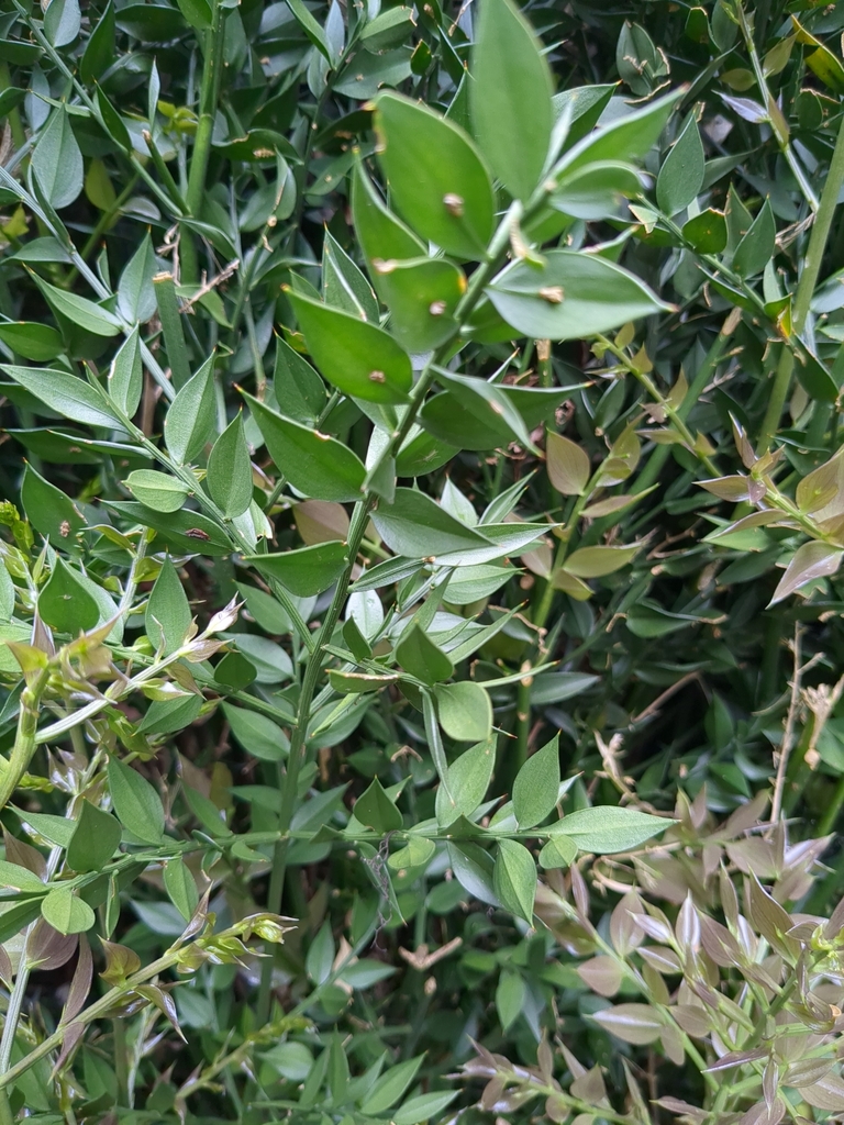 butcher's-broom from York YO1 7DS, UK on June 18, 2024 at 01:54 PM by ...