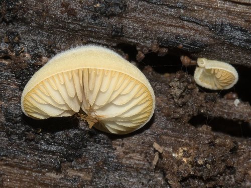 (Meiorganum curtisii)