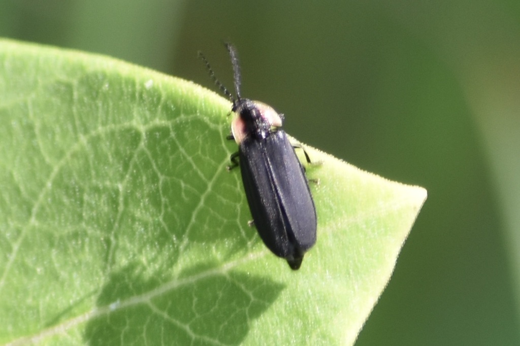 Black Firefly from Glen Ellyn, IL 60137, USA on June 19, 2024 at 12:01 ...