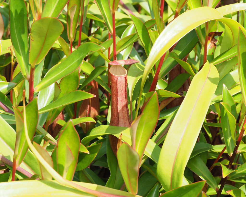Slender Pitcher-Plant from Gunung Panti Recreational Forest, 81900 Kota ...