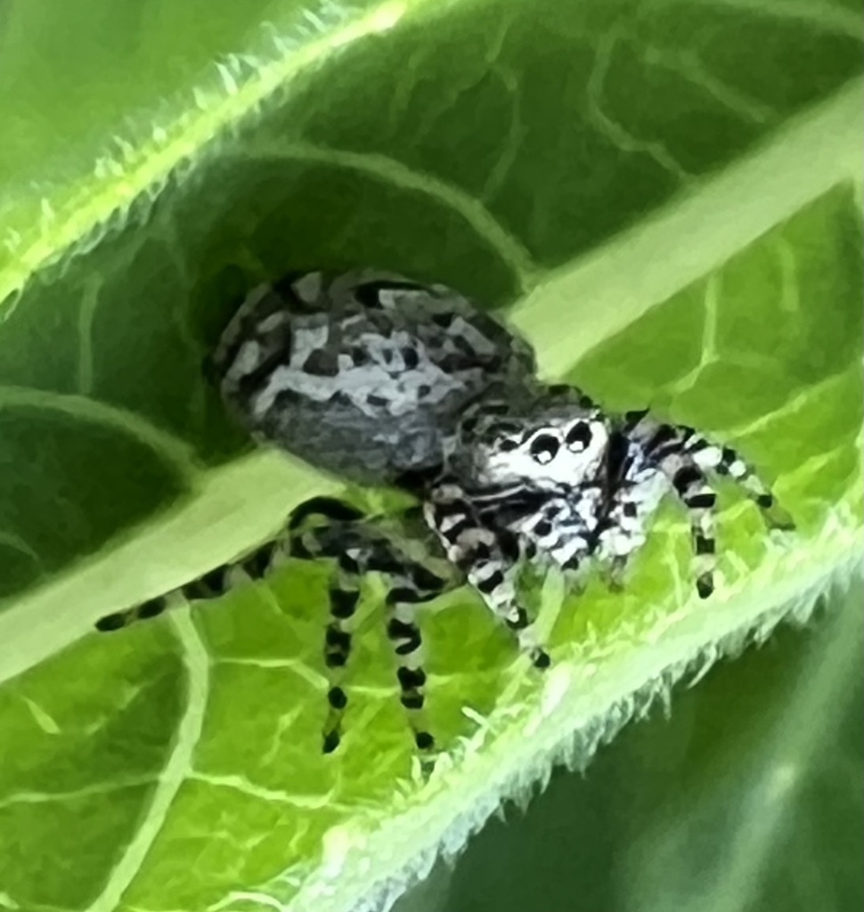 White-cheeked Jumping Spiders from Springer St, Middlesex Centre, ON ...