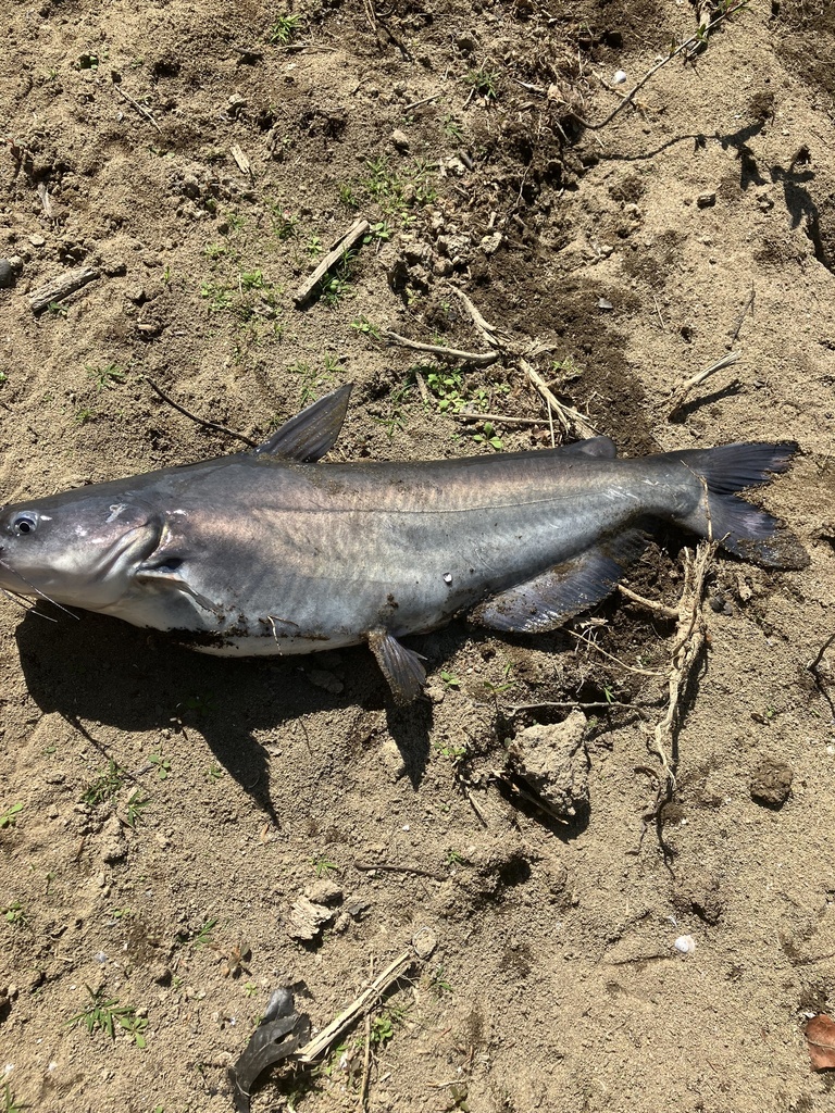 Blue Catfish from Plummers Island, Glen Echo, MD, US on June 19, 2024 ...