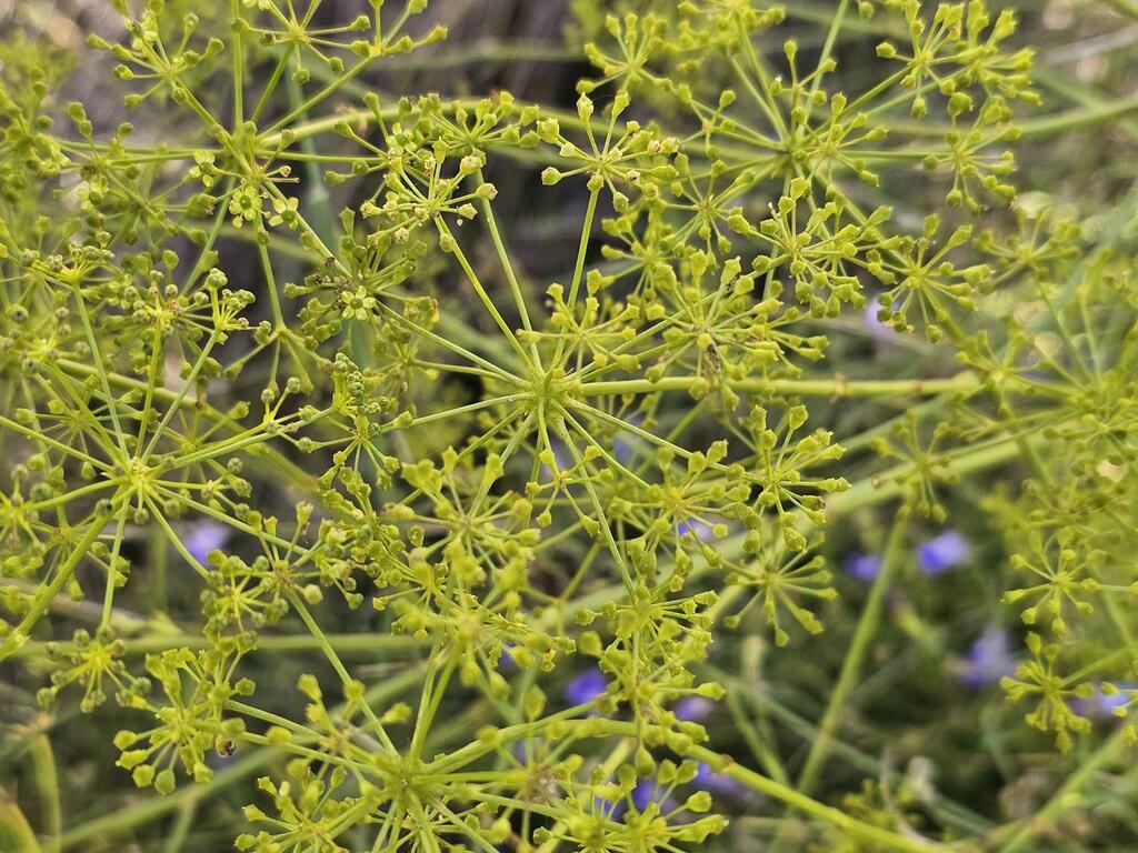 Common Finkel from Barrydale, 6750, South Africa on June 13, 2024 at 10 ...