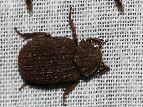 Omorgus australasiae · iNaturalist