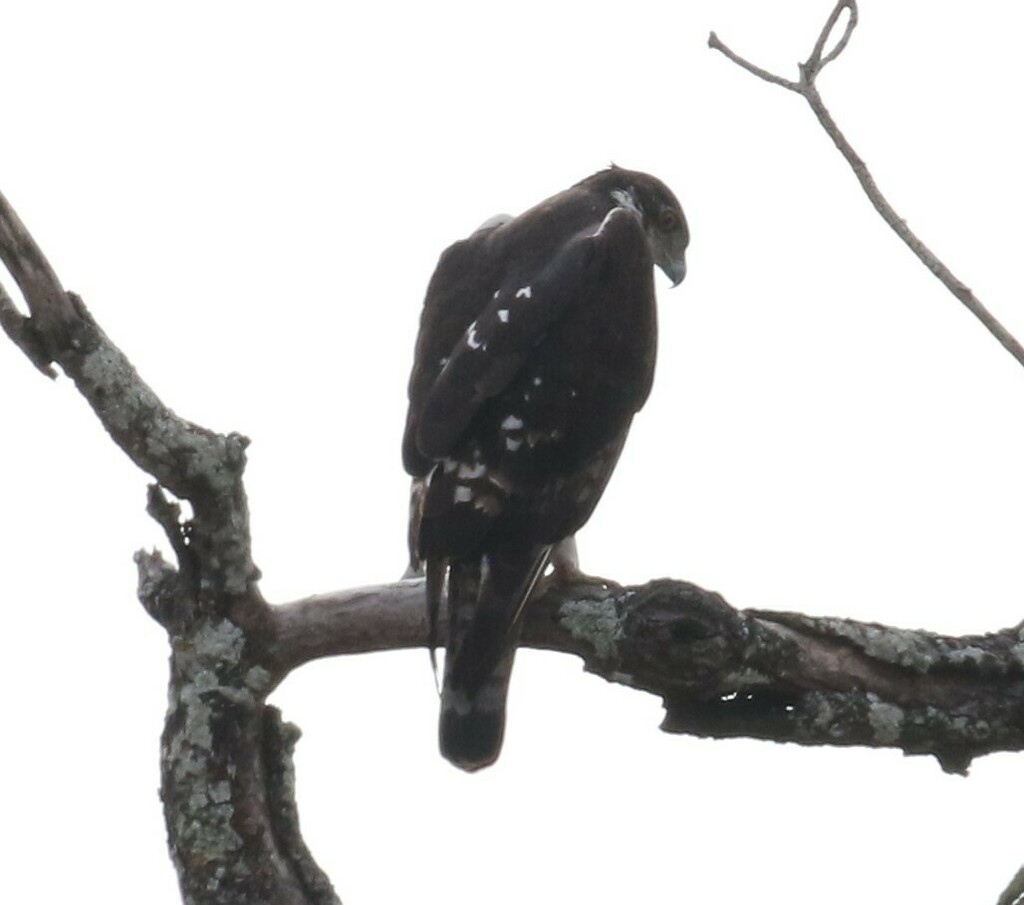 African Hawk-Eagle from Maroela Camp, Kruger National Park, Satara Road ...