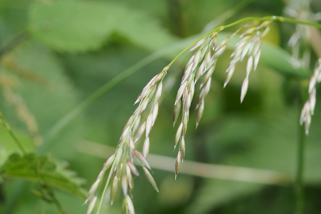 tall oat grass from Royal Avenue, York, England, GB on June 19, 2024 at ...