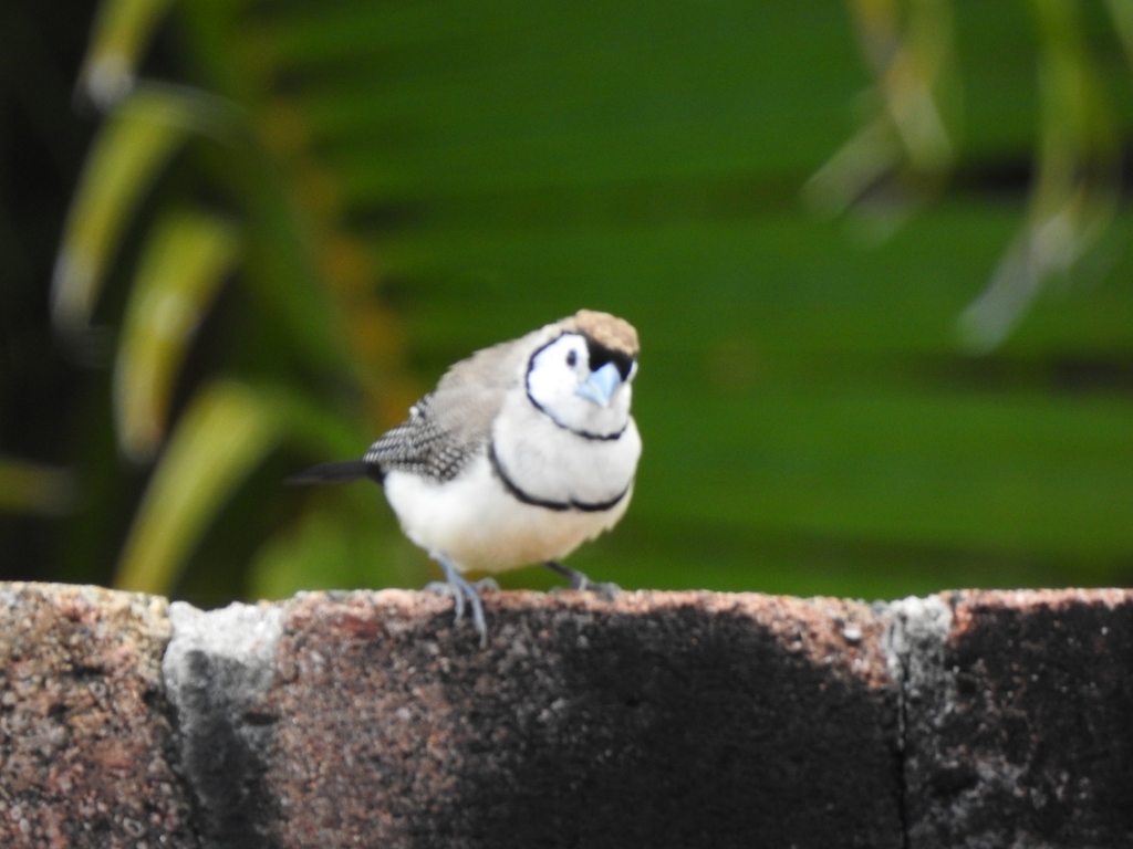 Double-barred Finch from Lower Wonga QLD 4570, Australia on May 23 ...