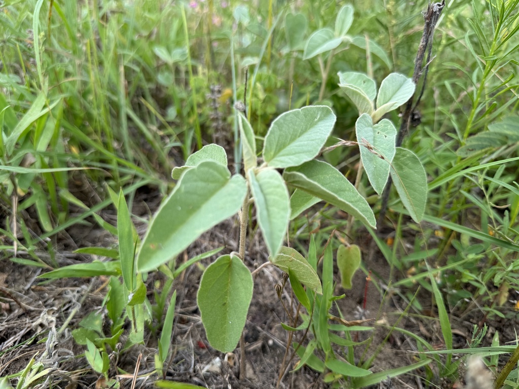 Lindheimer's Doveweed from County Road 2560, Alvord, TX, US on June 19 ...