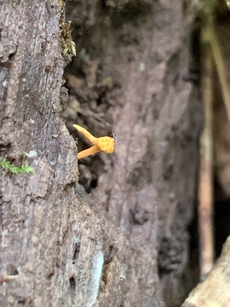 Ophiocordyceps variabilis from Hoosier National Forest, Paoli, IN, US ...