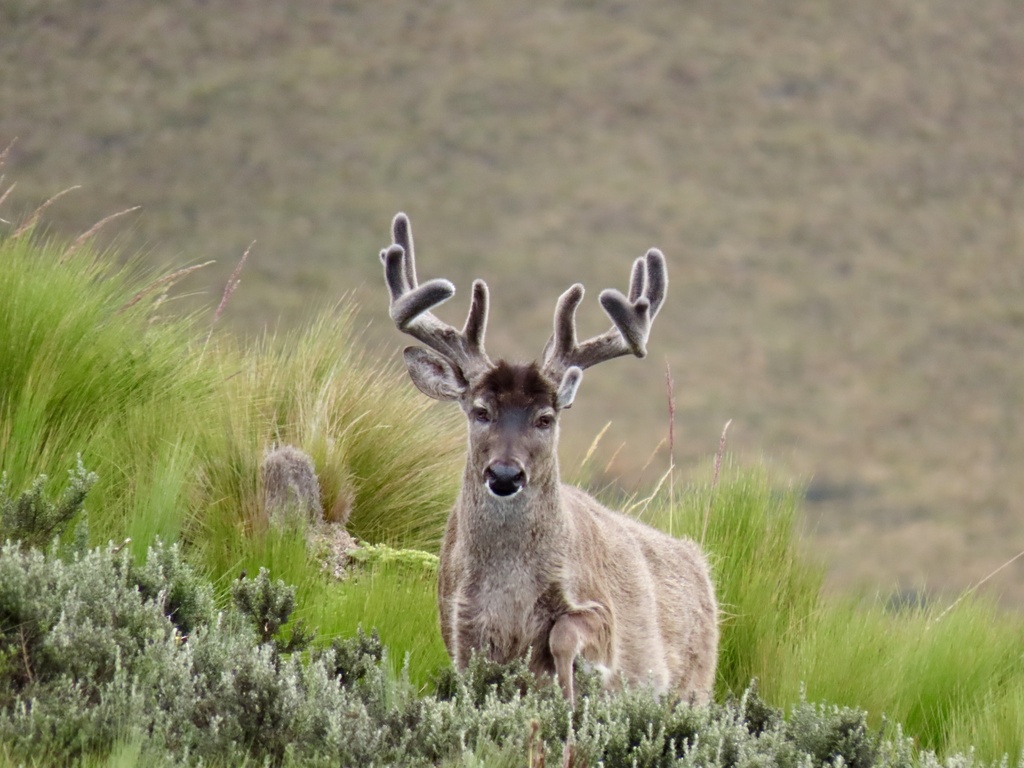 White-tailed Deer from Quito, EC-PI, EC on May 1, 2024 at 12:44 PM by ...