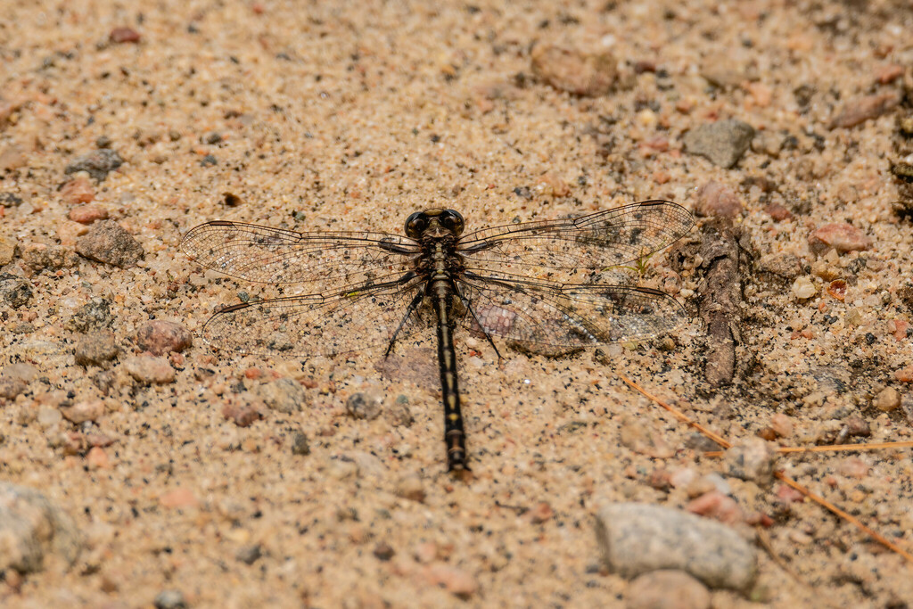 Dusky Clubtail from Nipissing District, ON, Canada on June 11, 2024 at ...