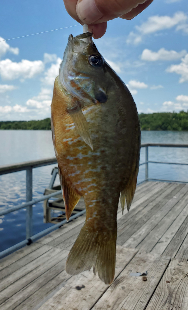 Greengill Sunfish from Sapulpa, OK, USA on June 19, 2024 at 01:35 PM by ...