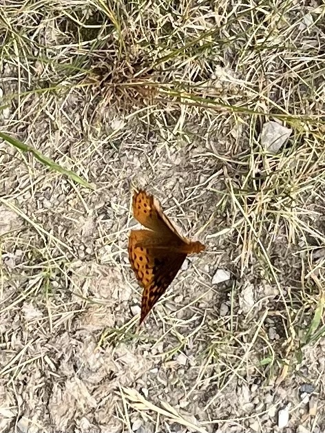 Great Spangled Fritillary from Williamson Rd, Templeton, PA, US on June ...