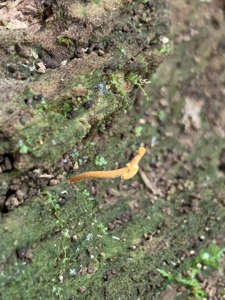 Ophiocordyceps variabilis from Hoosier National Forest, Paoli, IN, US ...