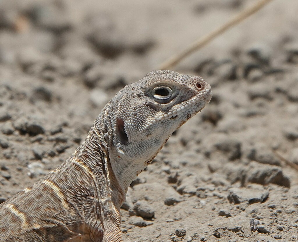 Blunt-nosed Leopard Lizard in June 2024 by nmoorhatch · iNaturalist