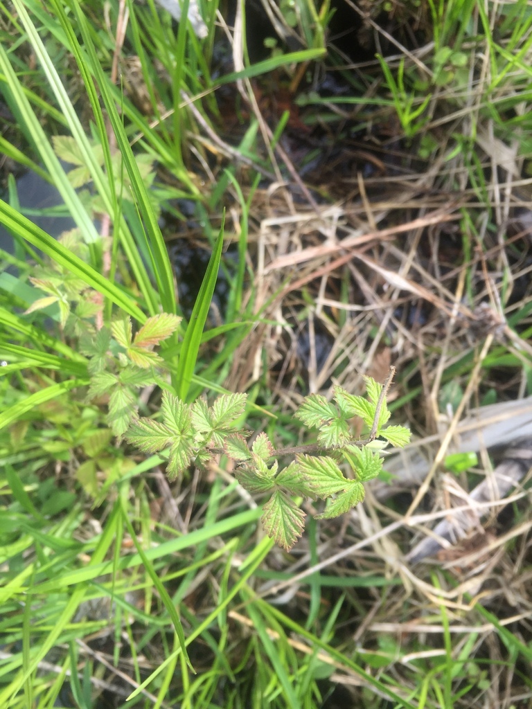 American red raspberry from 49712, Boyne City, MI, US on May 22, 2019 ...