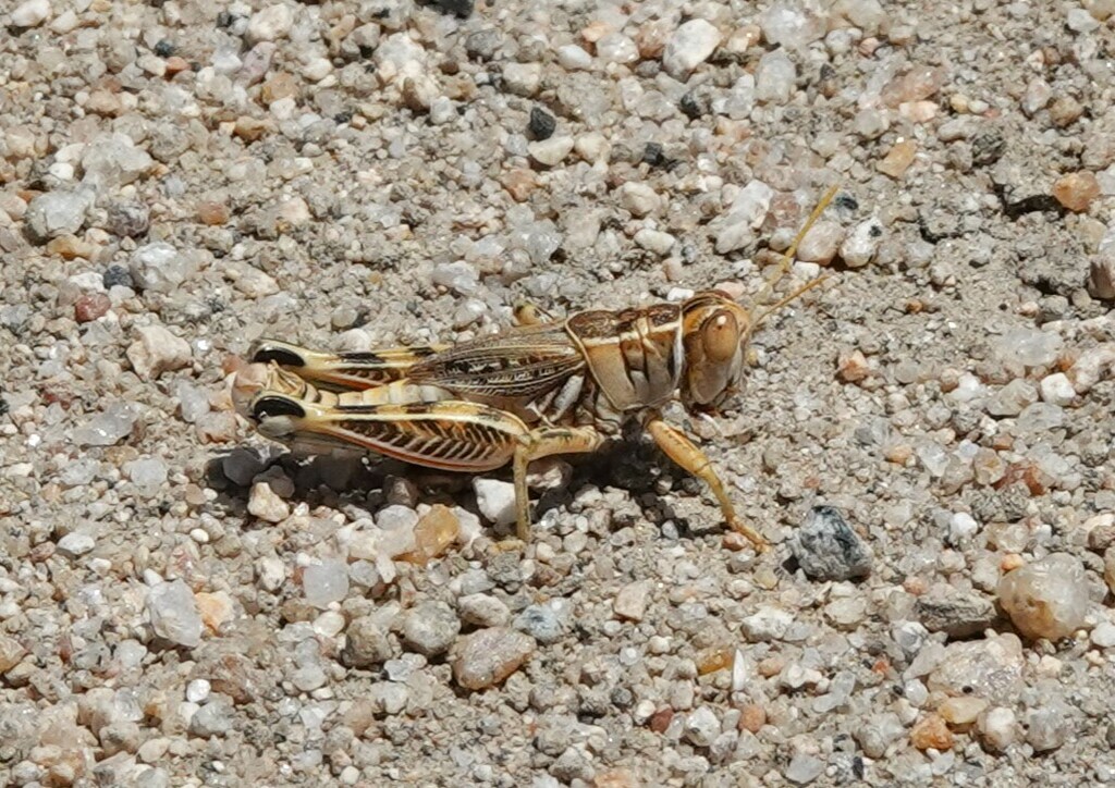 Valley Grasshopper from Tulare County, CA, USA on June 18, 2024 at 11: ...