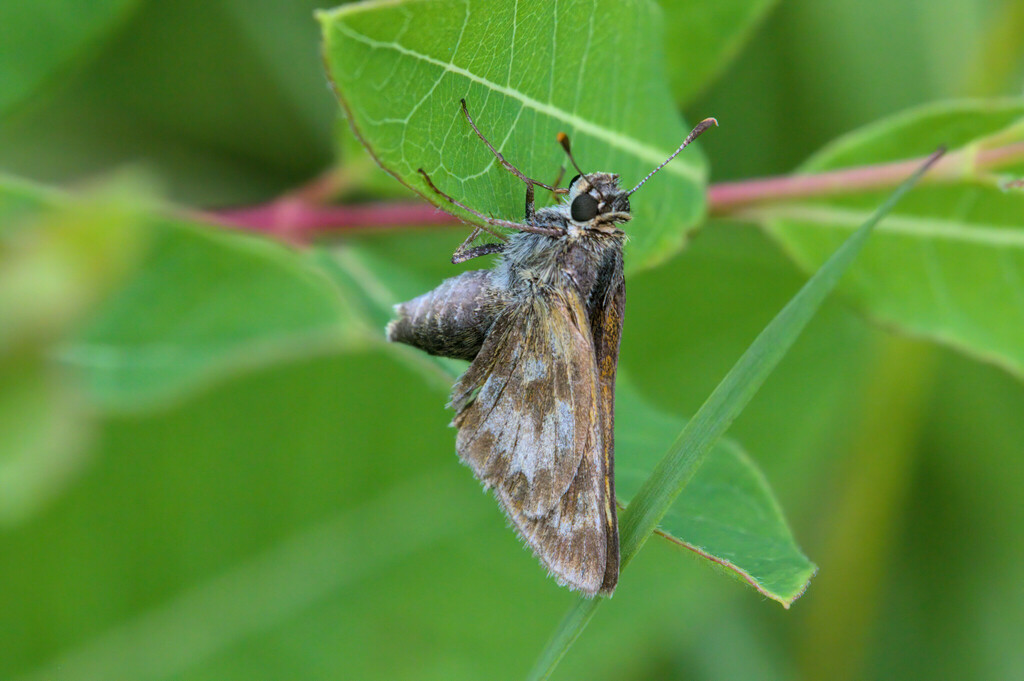 Long Dash from Washtenaw County, MI on June 19, 2024 at 08:55 AM by ...