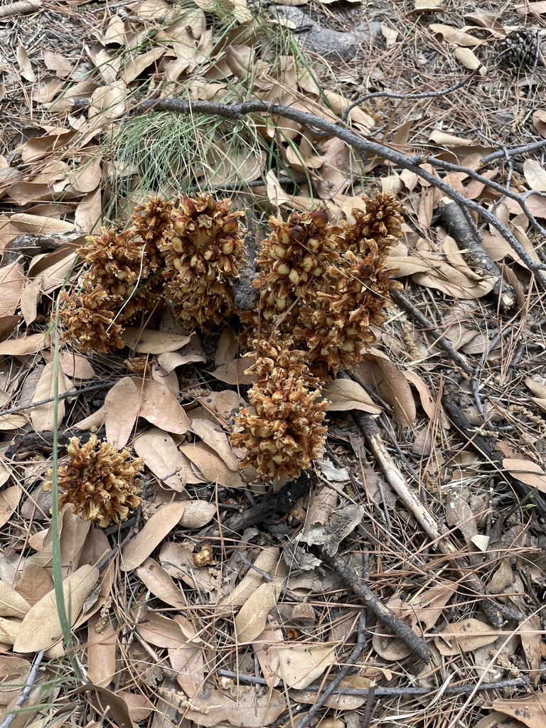 alpine cancer-root from Cochise County, AZ, USA on June 8, 2024 at 09: ...