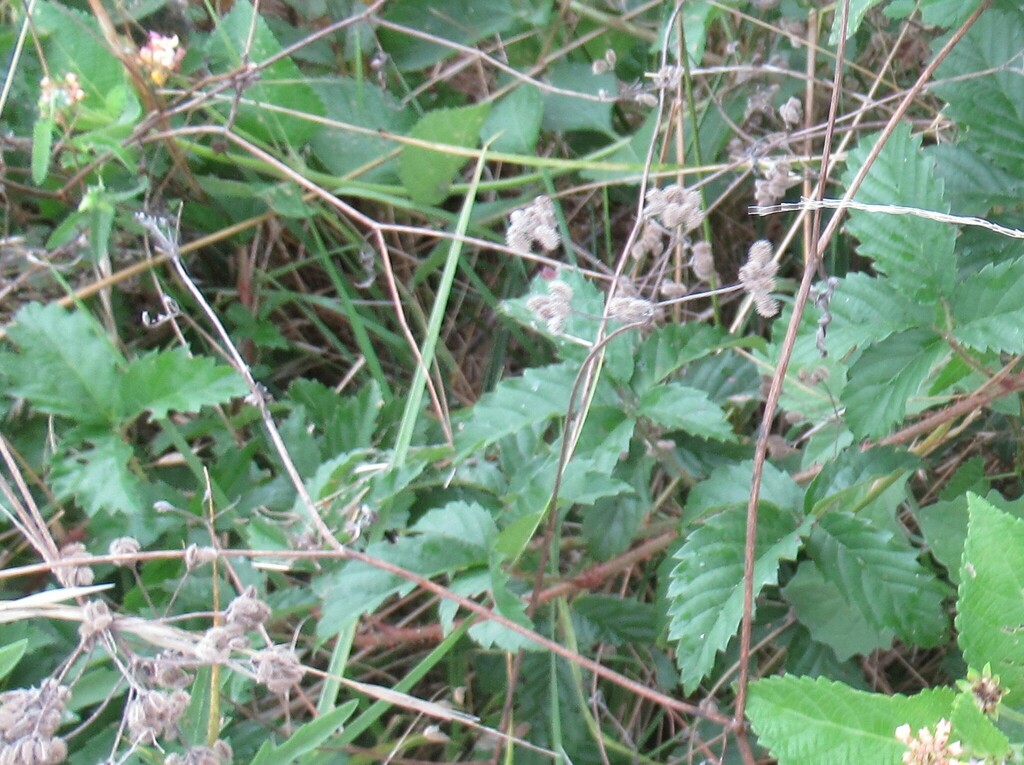 southern dewberry from Nashville-on-the-Brazos historic site, Milam Co ...
