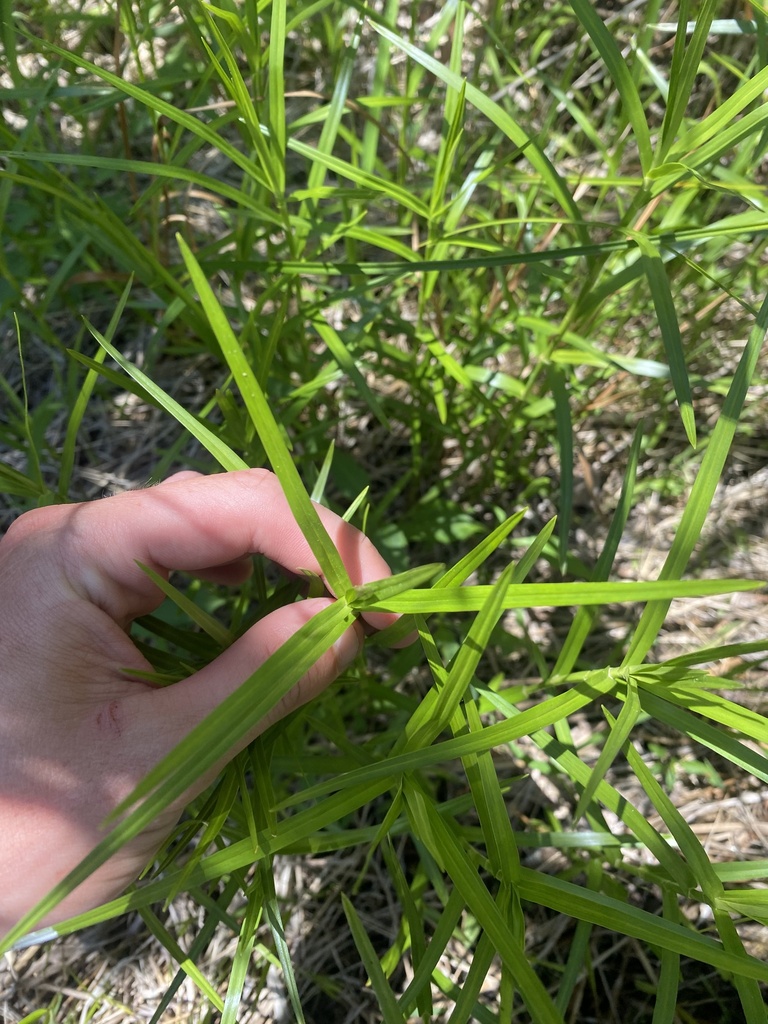 Three-way Sedge from Bruce Peninsula National Park, Northern Bruce ...