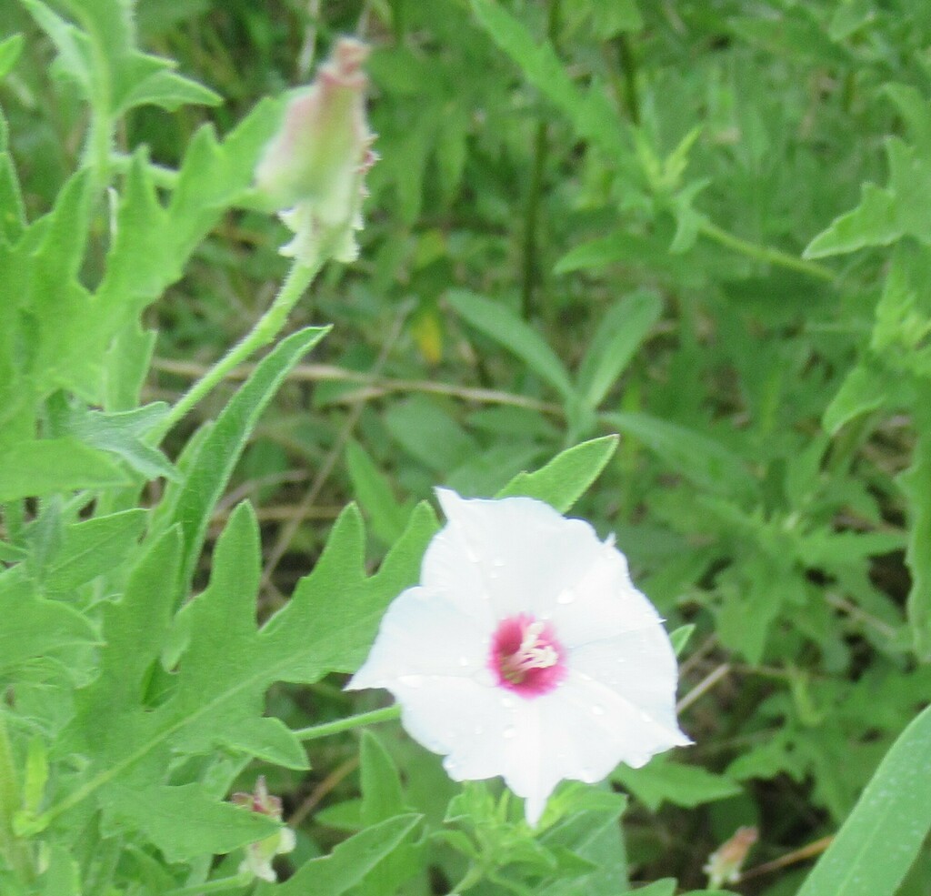 Texas bindweed from Nashville-on-the-Brazos historic site, Milam Co, TX ...