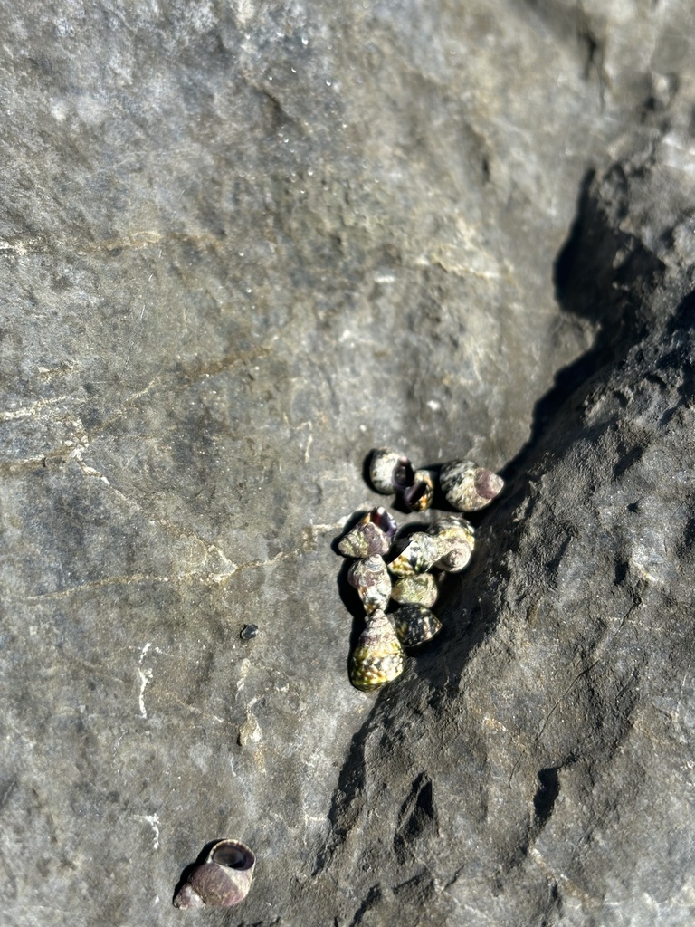 Checkered Periwinkle from Elliott Bay, Seattle, WA, US on June 19, 2024 ...