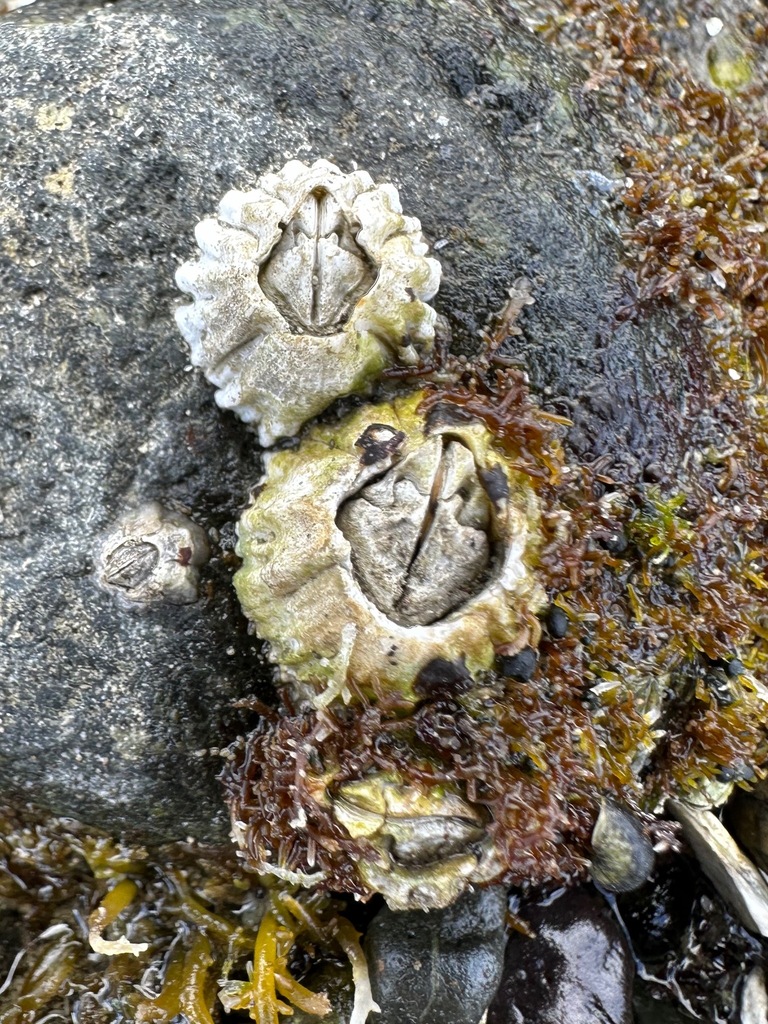 Pacific Acorn Barnacle from Mason County, WA, USA on June 16, 2024 at ...