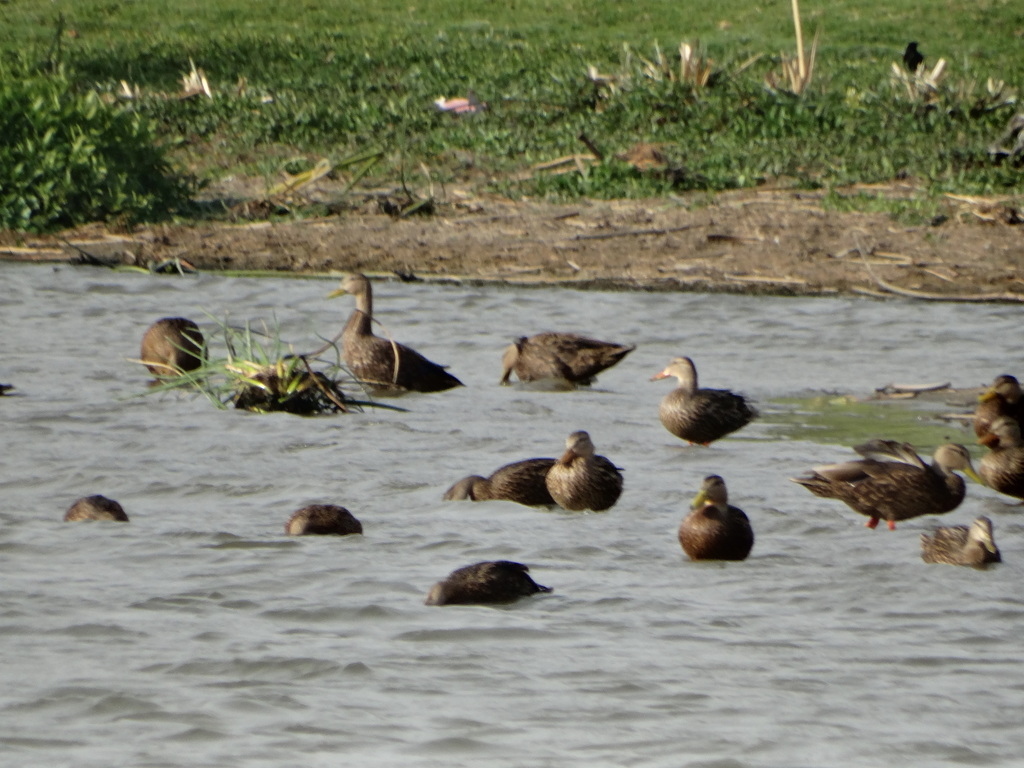 Mexican Duck from Laguna de Acuitlapilco on April 29, 2016 by Juan ...