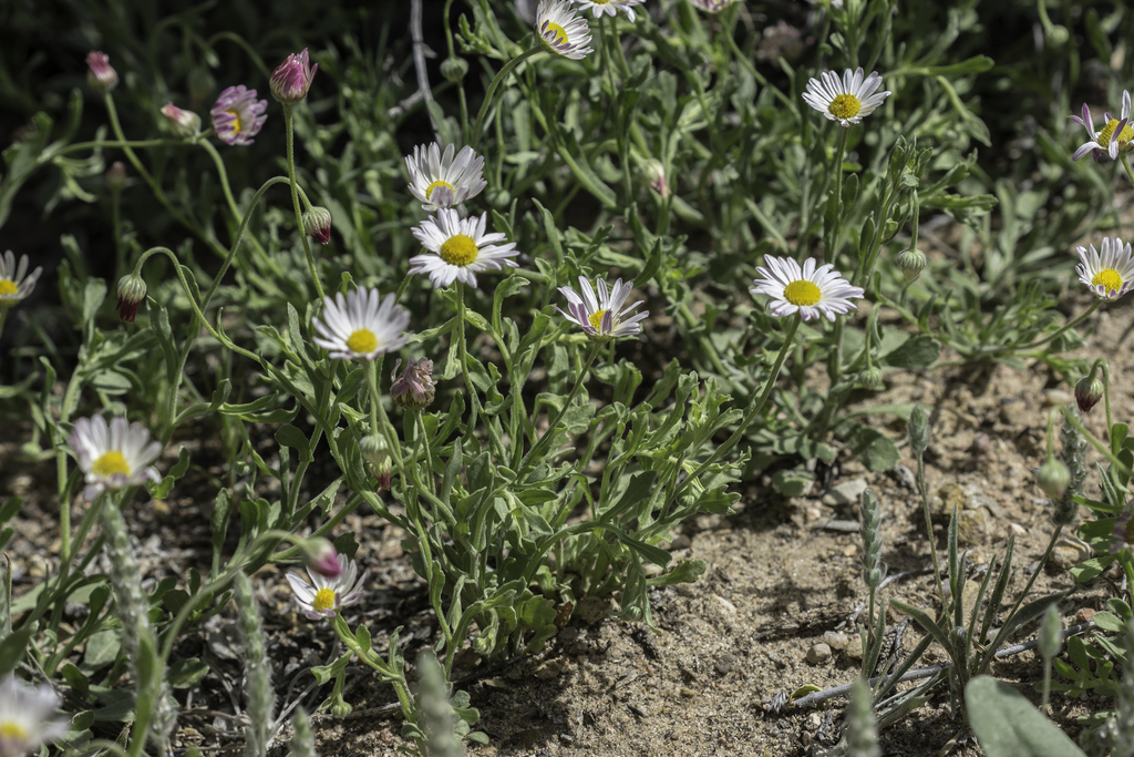 Lazy Daisy from Sandoval County, NM, USA on May 22, 2019 at 09:37 AM by ...