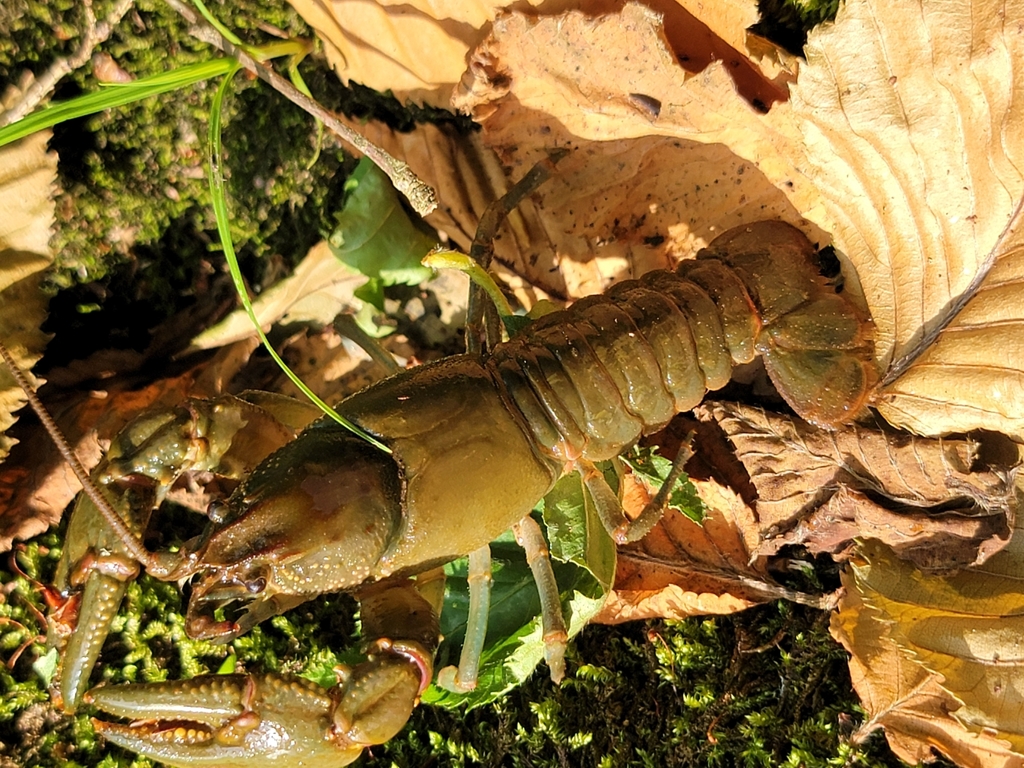 Big Water Crayfish from Claryville, NY 12725, USA on June 19, 2024 at ...
