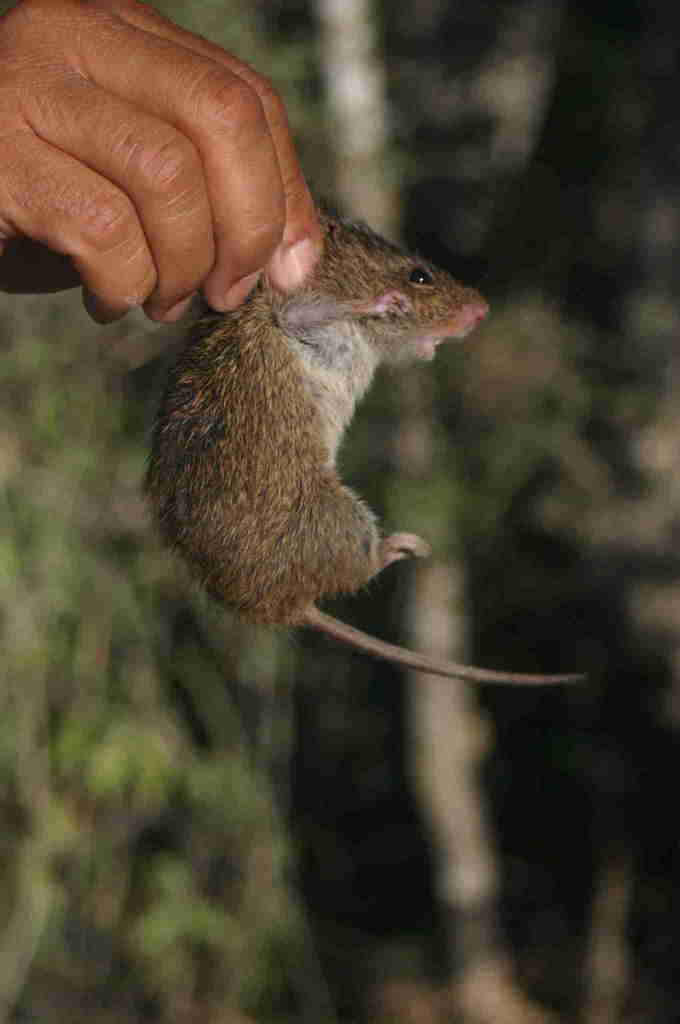 Toltec Cotton Rat (Sigmodon toltecus) - Know Your Mammals