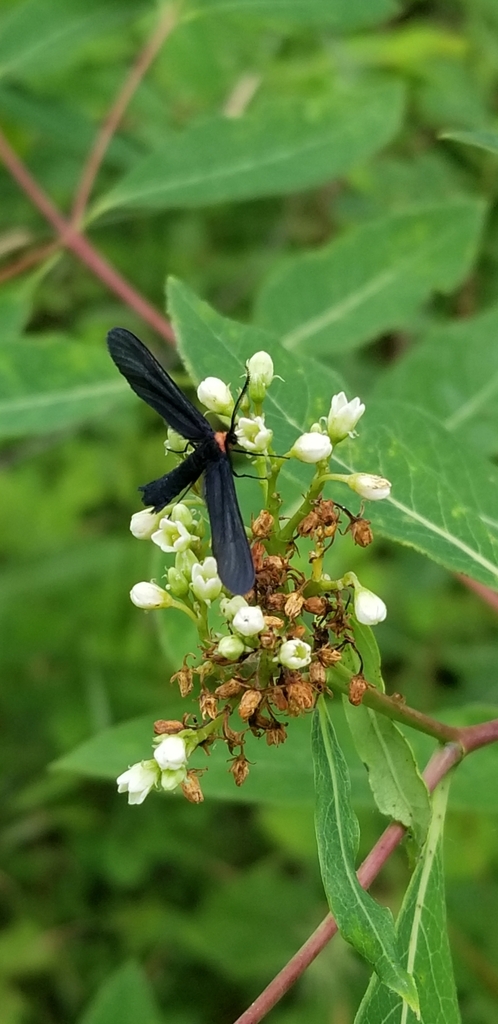 Grapeleaf Skeletonizer Moth from Estill County, US-KY, US on June 19 ...
