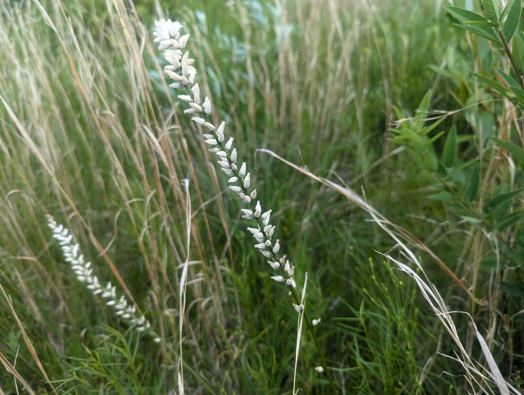 White-tubed Colicroot in June 2024 by Ryan Sorrells · iNaturalist