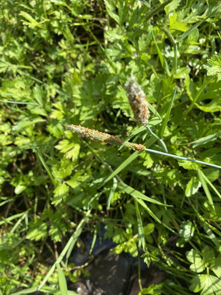 Marsh foxtail from Wentworth Way, York, England, GB on June 19, 2024 at ...