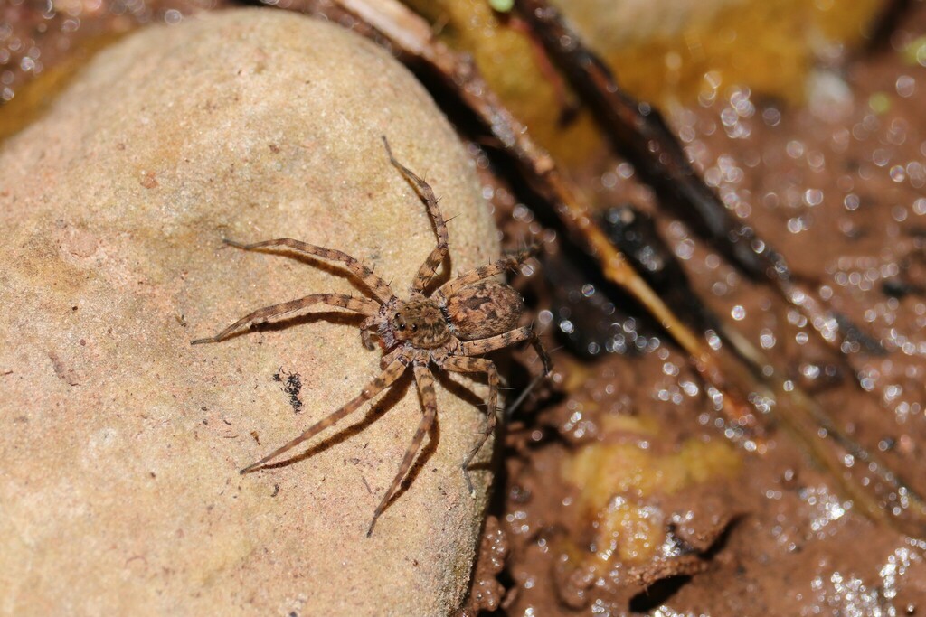 Shoreline Wolf Spider from Horton Creek Trailhead, Nf-289, Payson, AZ ...