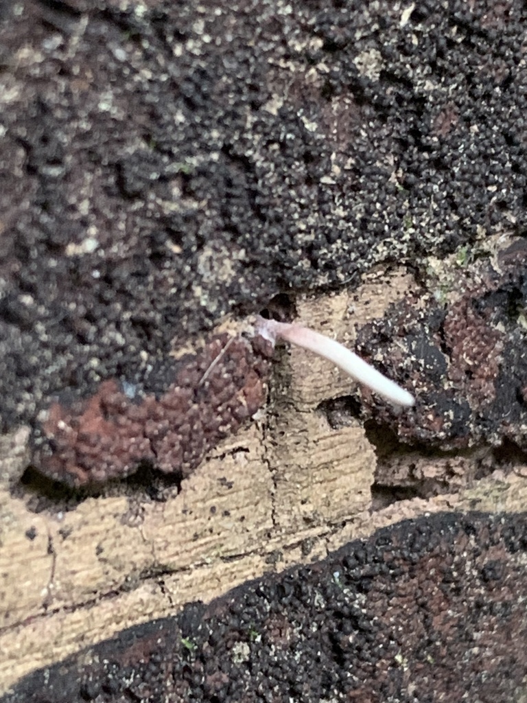 Ophiocordyceps smithii from Hoosier National Forest, Hardinsburg, IN ...
