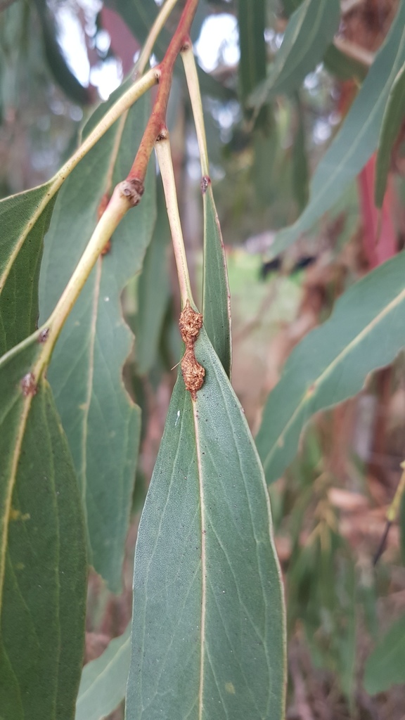 Blue-gum Chalcidoid Wasp from Awahuri, New Zealand on May 23, 2019 at ...