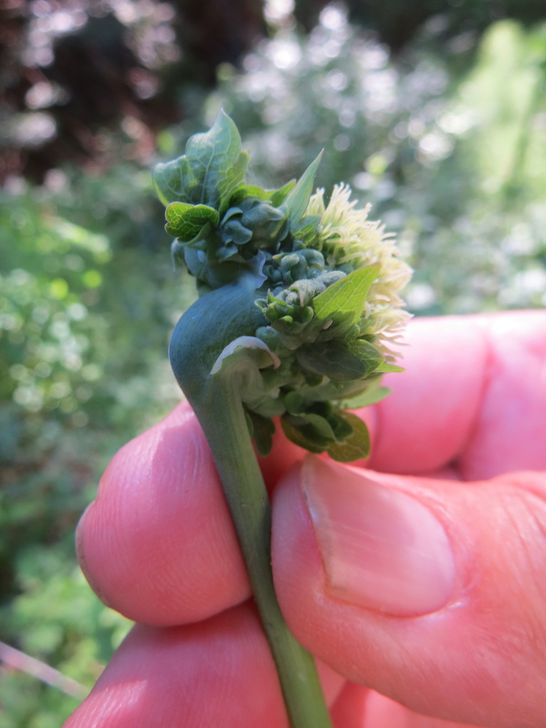 Winged and Once-winged Insects from San Mateo County, CA, USA on June 4 ...